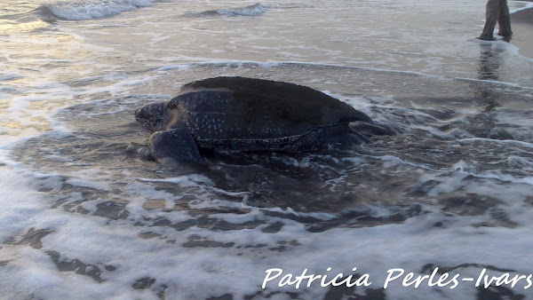 leatherback turtle, tortuga baula o laud | Project Noah