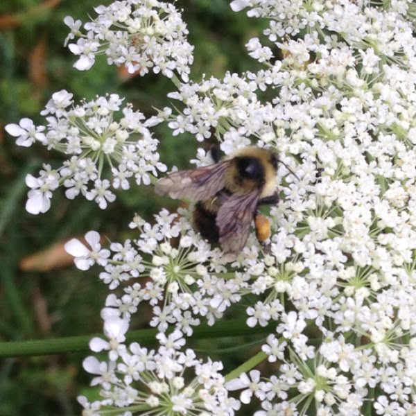 Common Eastern Bumblebee | Project Noah