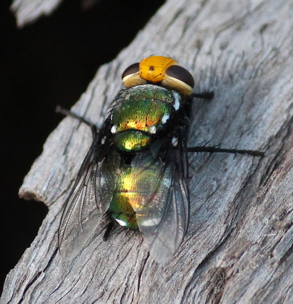 Snail Parasite Fly | Project Noah