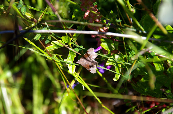 Zethes insularis | Project Noah