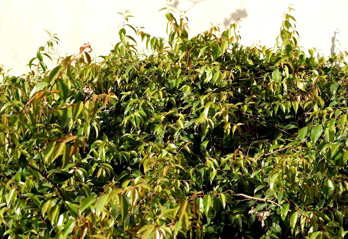 Shiny leaf xyloma | Project Noah