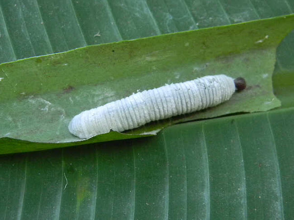 banana skipper caterpillar | Project Noah
