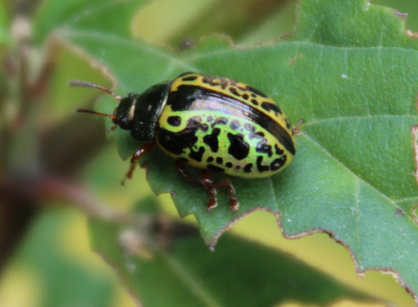 Calligraphy Beetle | Project Noah