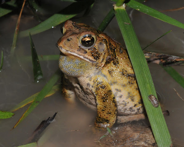 Dwarf American toad (male) | Project Noah
