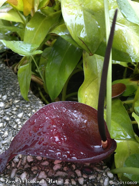 Perennial Dwarf Voodoo Lily | Project Noah