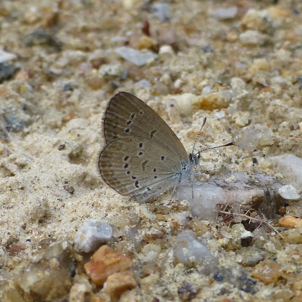 Lesser Grass Blue | Project Noah