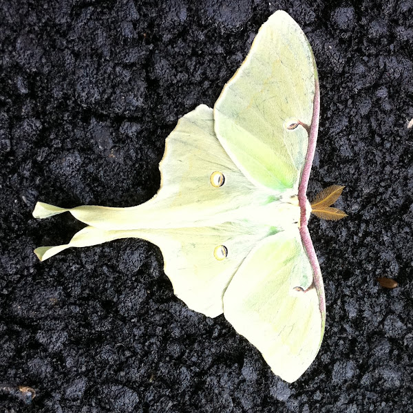Luna Moth | Project Noah