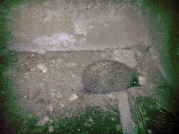 hedgehog | Project Noah