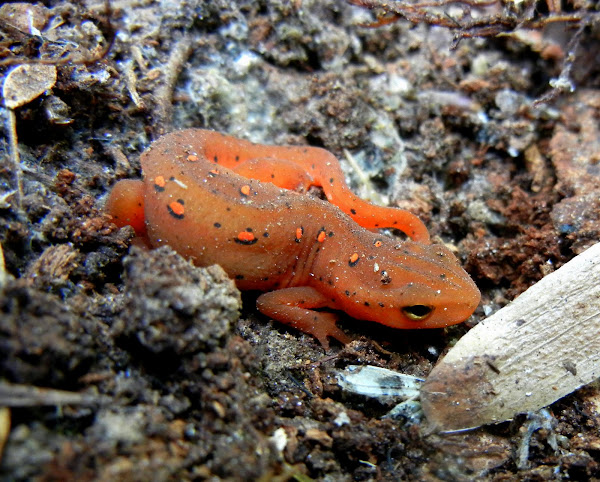 Eastern (Red-Spotted) Newt | Project Noah
