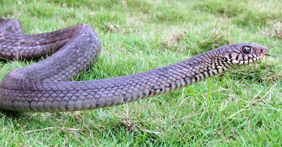 Rat Snake | Project Noah