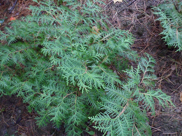 Eastern White Cedar | Project Noah