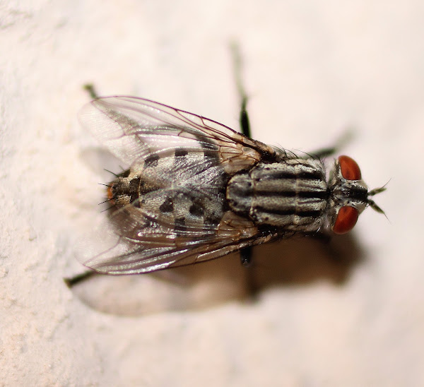 Red-tailed Flesh Fly | Project Noah