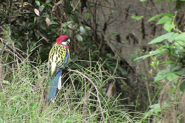 Eastern / White Cheeked Rosella | Project Noah