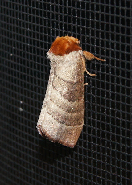 Datana Moth | Project Noah