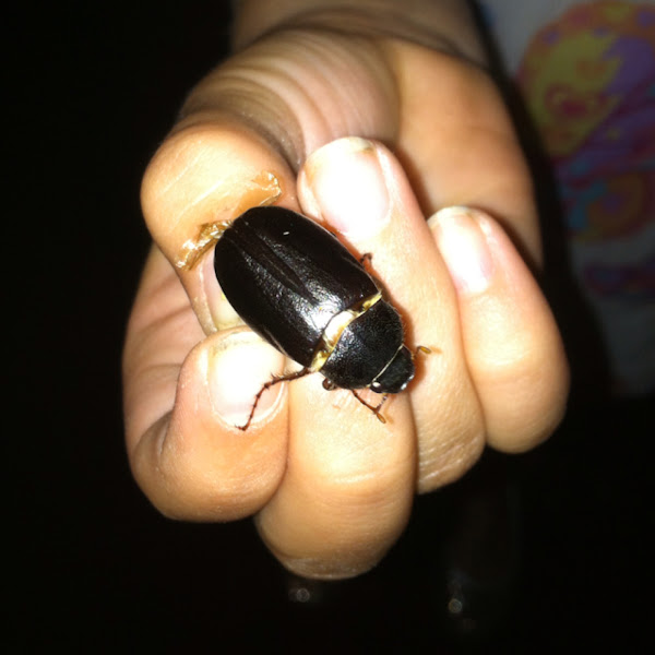 Junebug | Project Noah