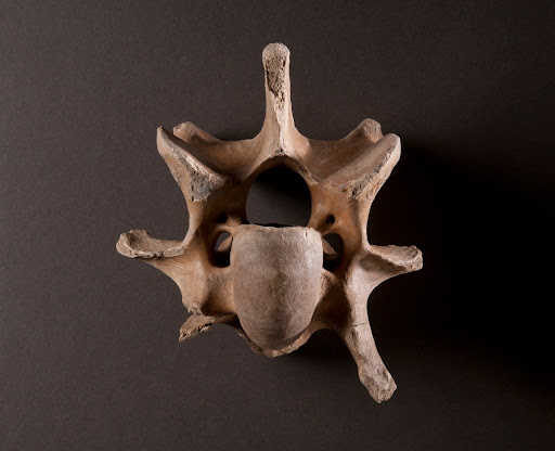 Bison Neck Vertebra — Google Arts & Culture