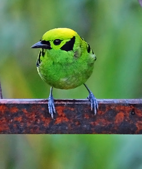 Emerald Tanager | Project Noah