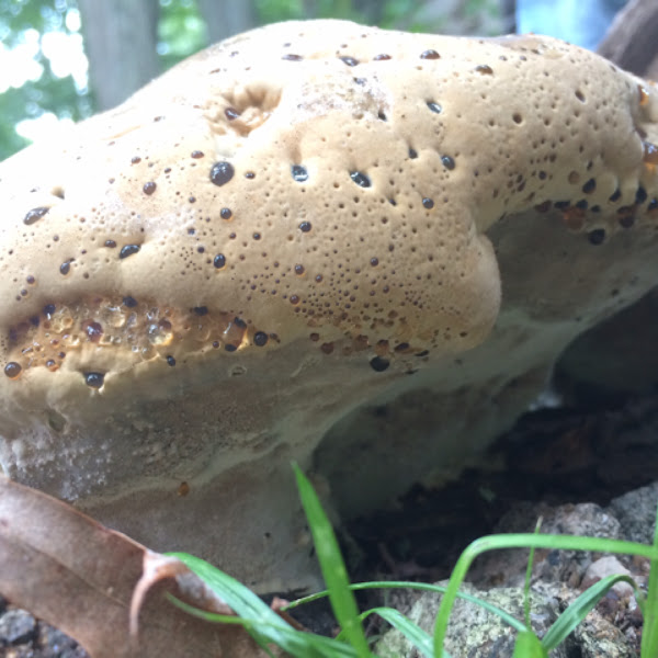 Bleeding Tooth Fungus | Project Noah