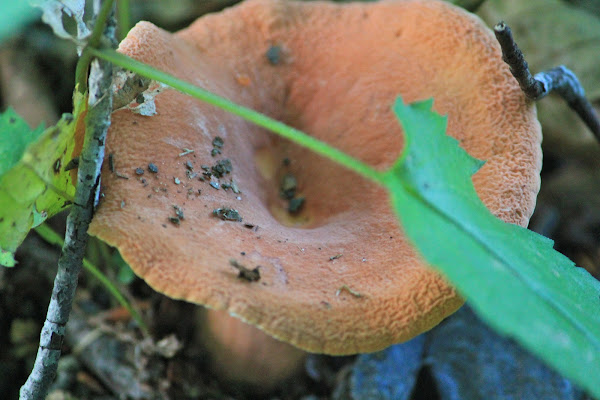 Milk cap mushroom | Project Noah