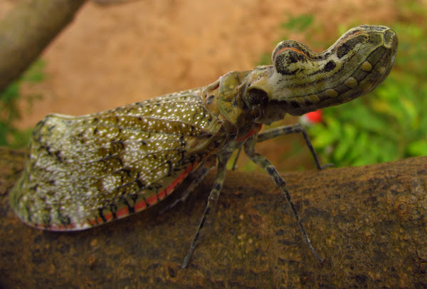 Peanut-head Bug | Project Noah