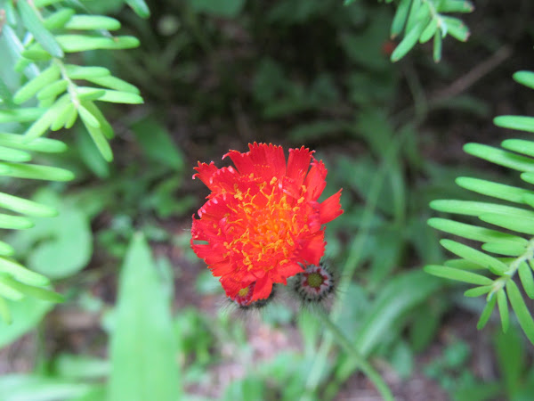 Devil’s Paintbrush | Project Noah