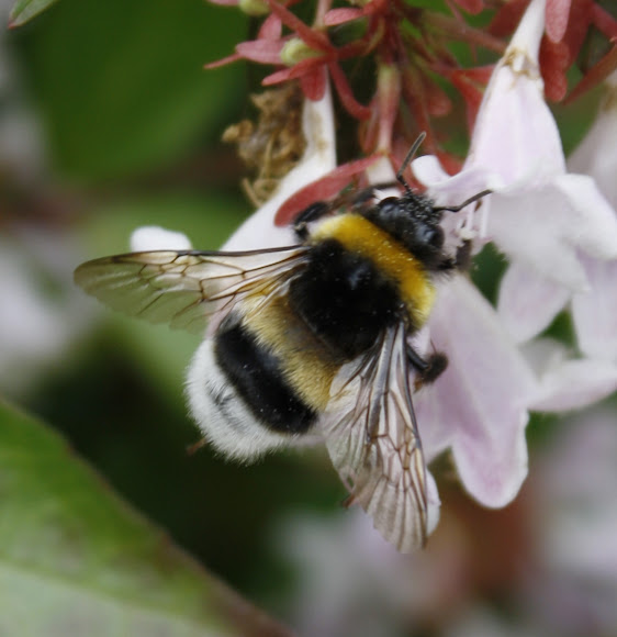 Abejorro Común / Buff-tailed Bumblebee | Project Noah