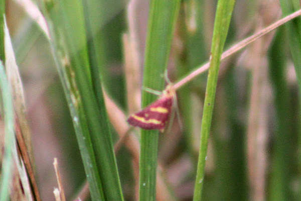 Coffee-loving Pyrausta Moth | Project Noah