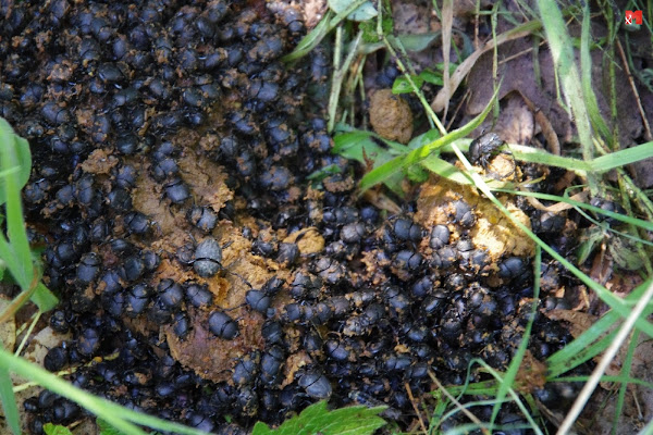 Onitis | Project Noah