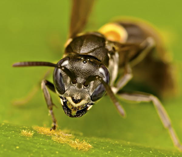 Vespid wasp | Project Noah