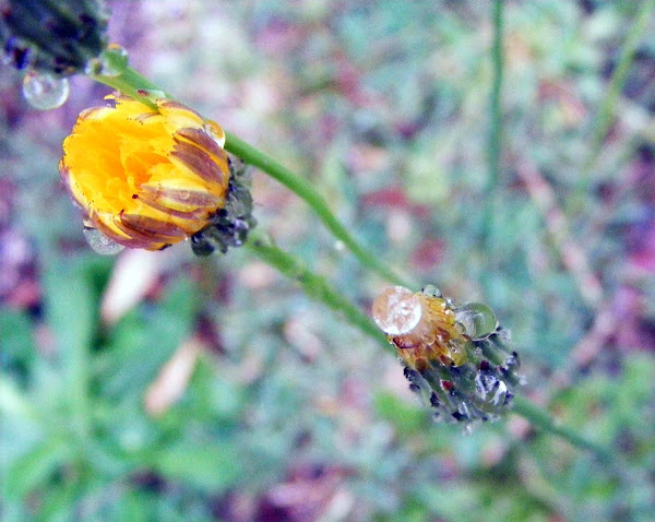 Flat Weed | Project Noah