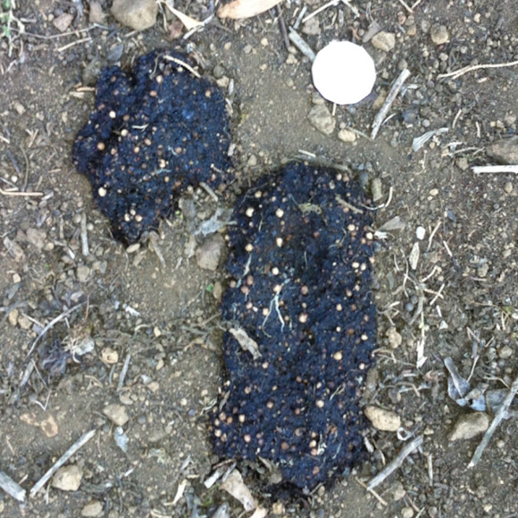 Emu Poo | Project Noah