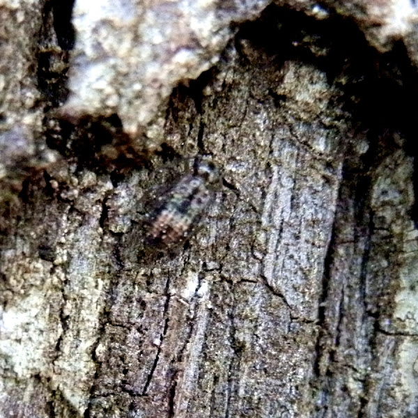 bark louse | Project Noah