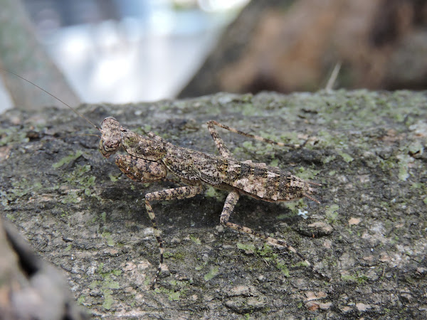 Bark Mantis | Project Noah