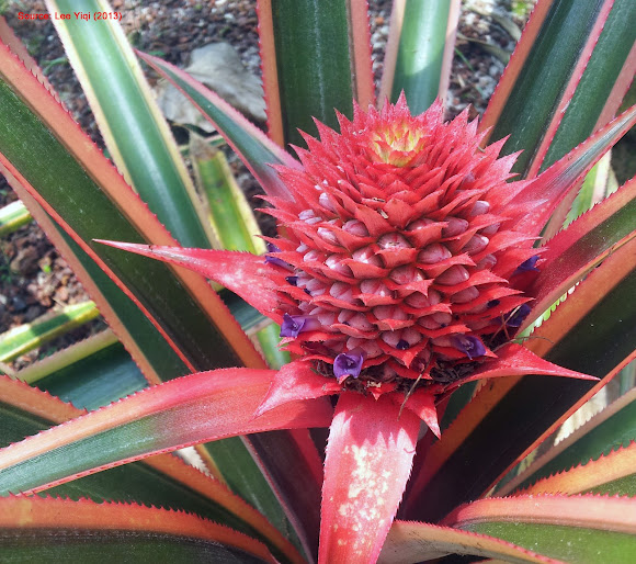 Red Pineapple | Project Noah