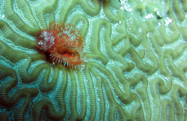 Star Horseshoe Worm | Project Noah