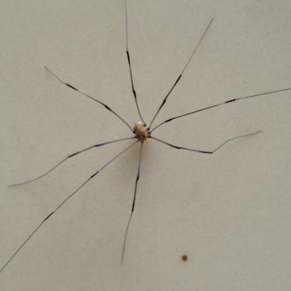 Harvester spider or nickname grand daddy long leg | Project Noah