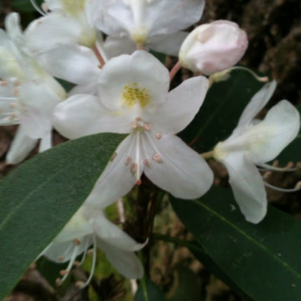 Mountain Laurel | Project Noah