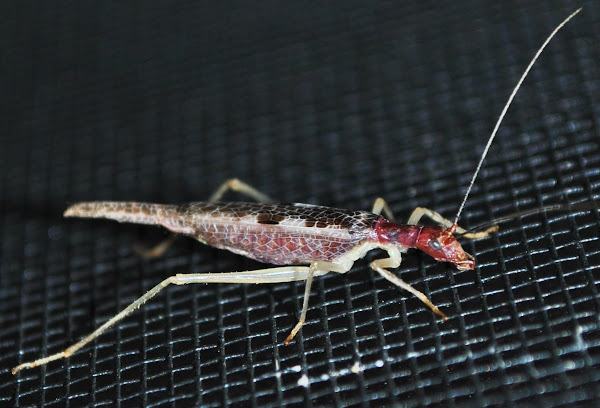 Two-Spotted Tree Cricket | Project Noah