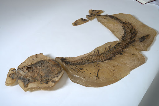 Cooyoo australis - Peter Waddington, Queensland Museum — Google Arts ...