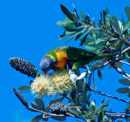 Rainbow Lorikeet | Project Noah