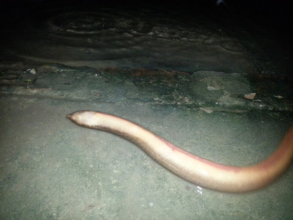 Cuchia | Project Noah