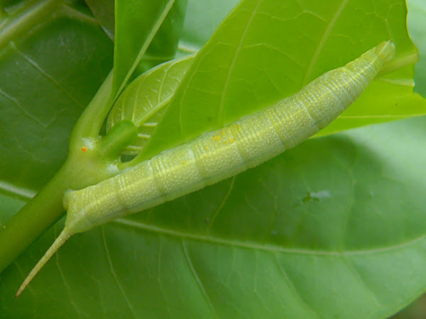 caterpillar | Project Noah