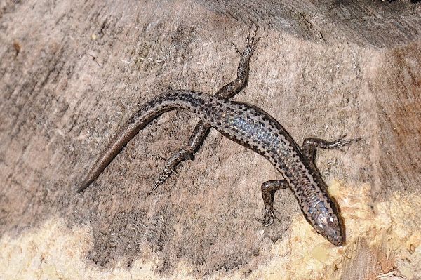 Bar-sided Forest Skink | Project Noah