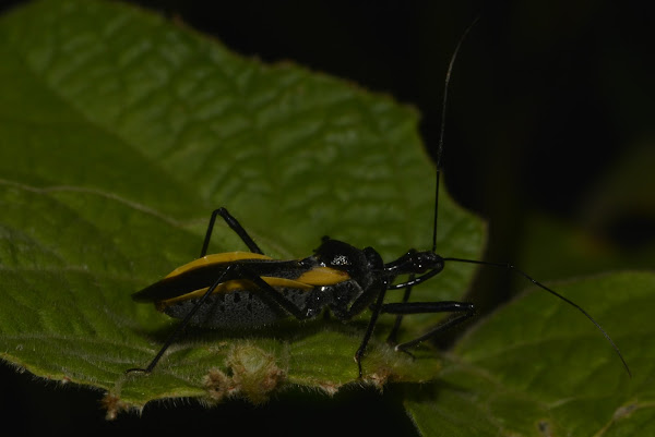 Assasin Bug | Project Noah