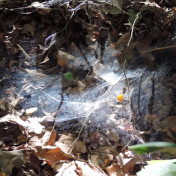 Spider sheet web | Project Noah