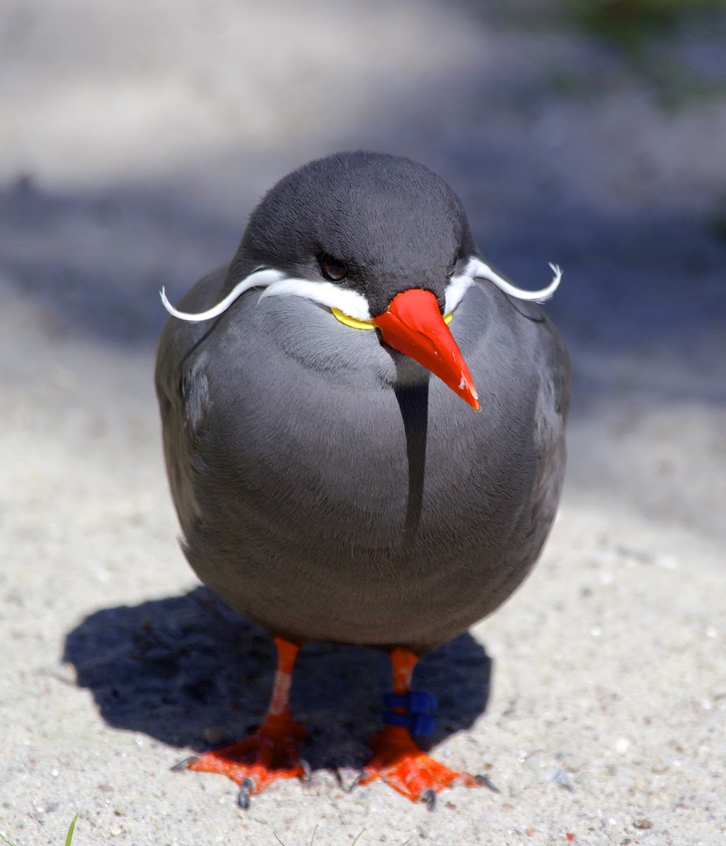 Inca Tern | Project Noah