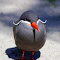 Inca Tern | Project Noah