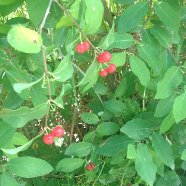 Buffaloberry | Project Noah