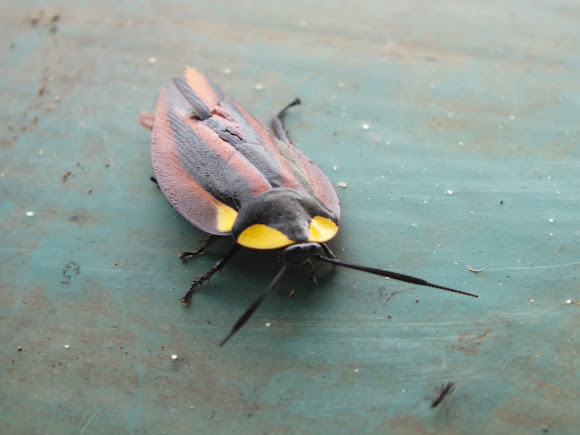 Forest Cockroach | Project Noah