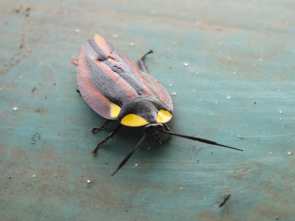 Forest Cockroach | Project Noah